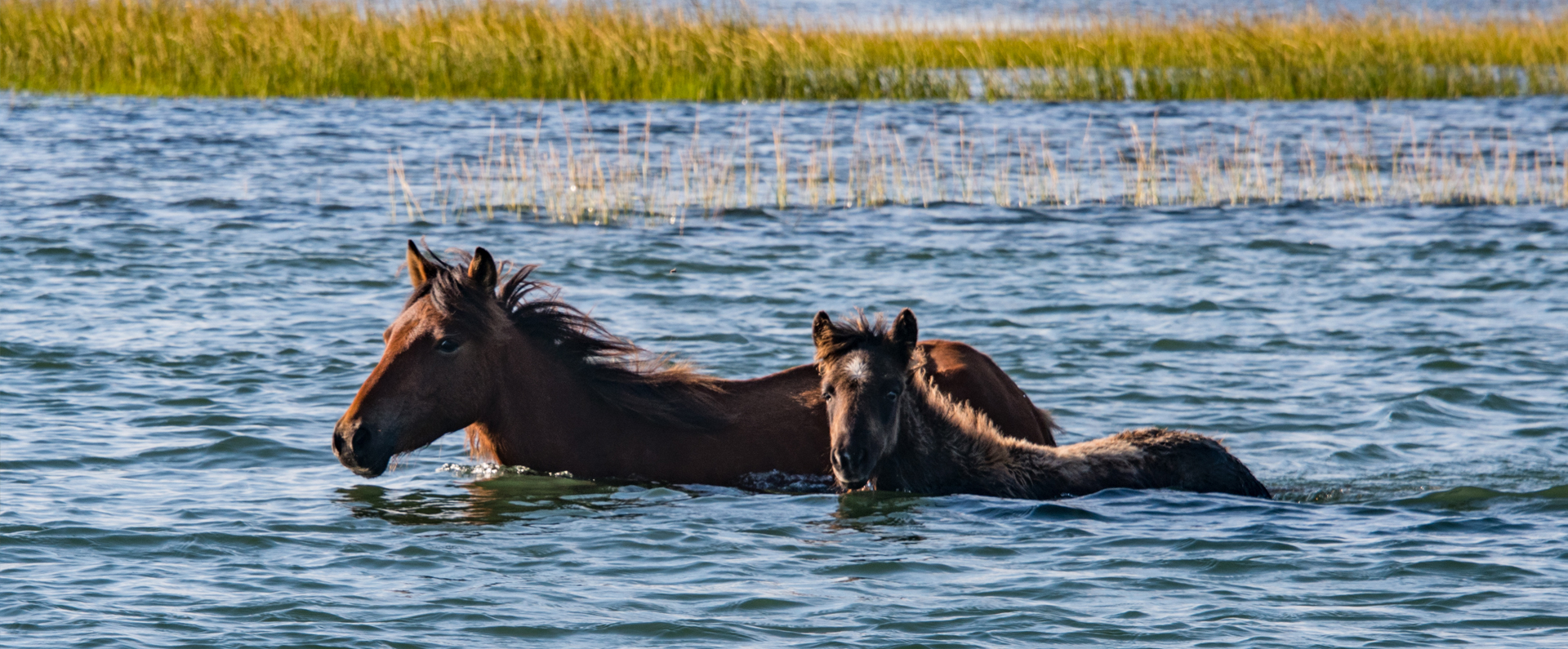 Island Ferry Adventures Ferry to Wild Horses, Shells, Sand Dollars ...